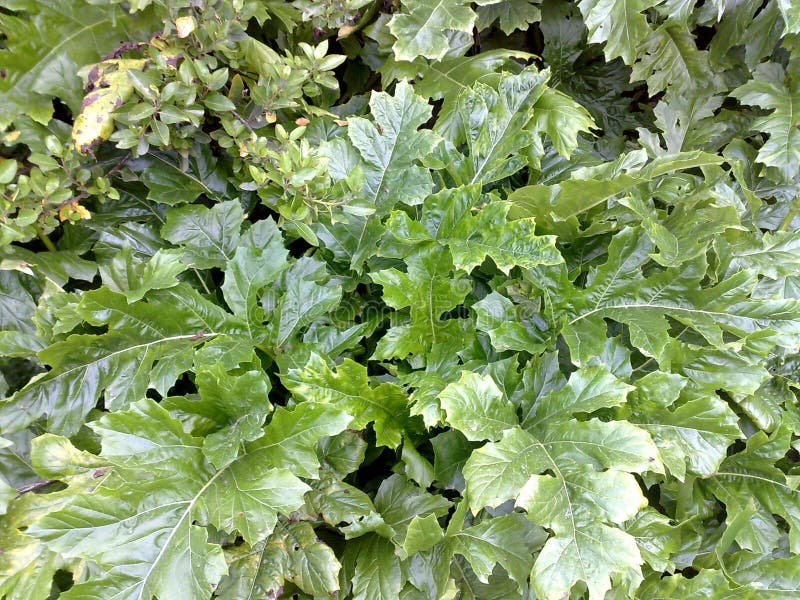 Acanthe photo stock. Image du acanthe - 35872952