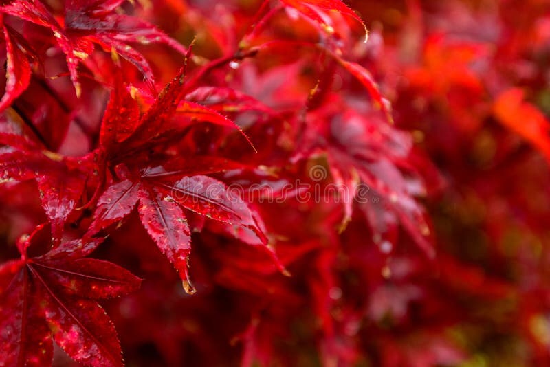 Arbre Avec Les Feuilles D'automne Rouges Photo stock - Image du calme ...