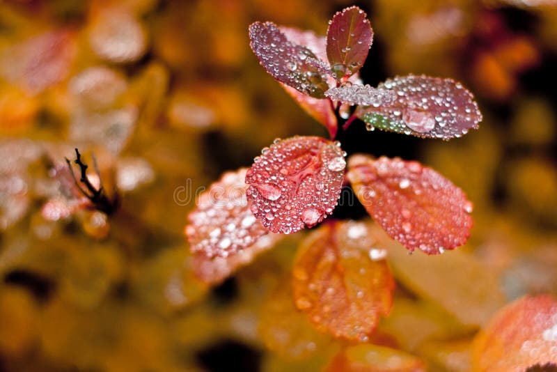 Feuilles D'automne Sous La Pluie Photo stock - Image of rouge ...