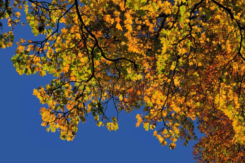 Feuilles D'automne Sur L'arbre De Sycomore Image stock - Image du jaune ...