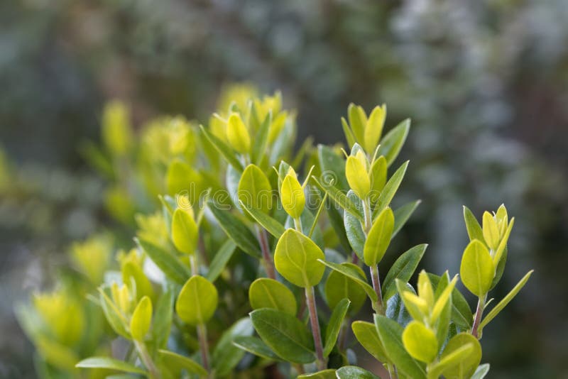 Feuilles D'un Myrte Commun, Myrtus Communis Image stock - Image du ...