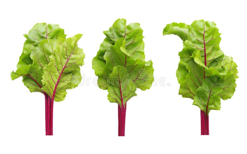 Feuilles De Betteraves, Ensemble Frais De Feuille De Betterave Photo ...