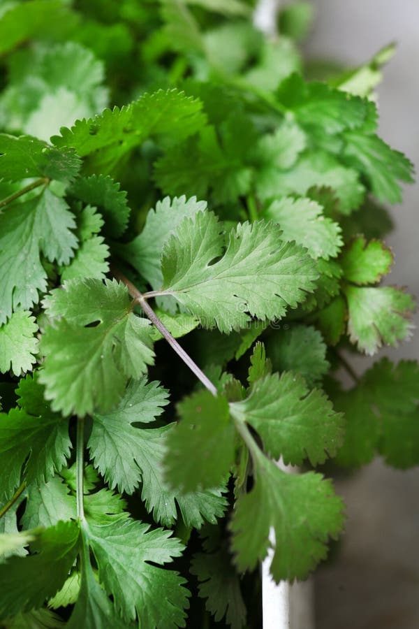 Feuilles de coriandre photo stock. Image du coriandre - 52006134