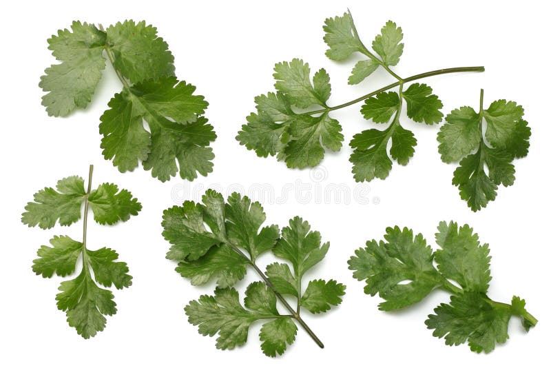 Feuilles De Coriandre D'isolement Sur Le Fond Blanc Photo stock - Image ...