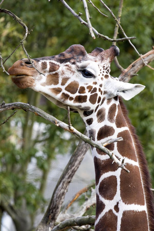 Feuilles De Grignotement De Girafe, Camelopardalis De Giraffa, Photo ...