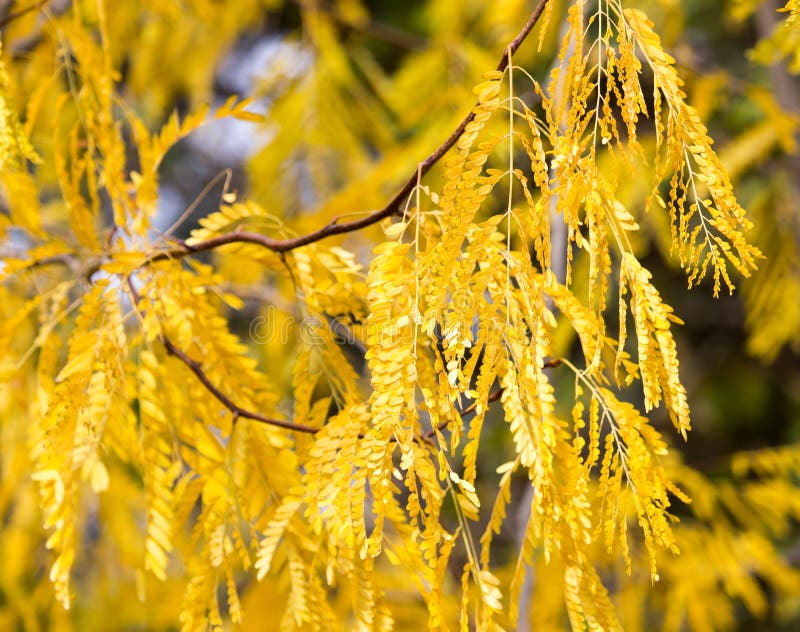 Feuilles De Jaune Sur La Nature D'automne Image stock - Image du ...