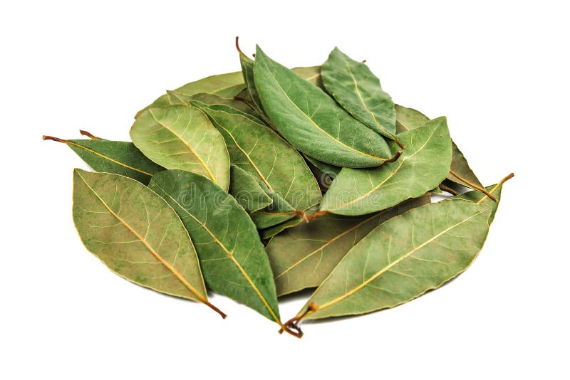 Lames De Compartiment De Laurier Image stock - Image du couleur, arbre ...