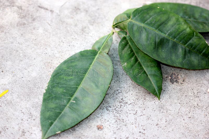 Feuilles de pamplemousse image stock. Image du fond, simple - 63682317