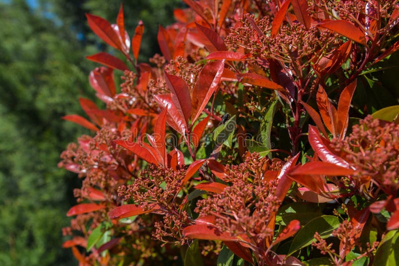 Feuilles De Printemps Rouge Sur Un Arbre Image stock - Image du ...