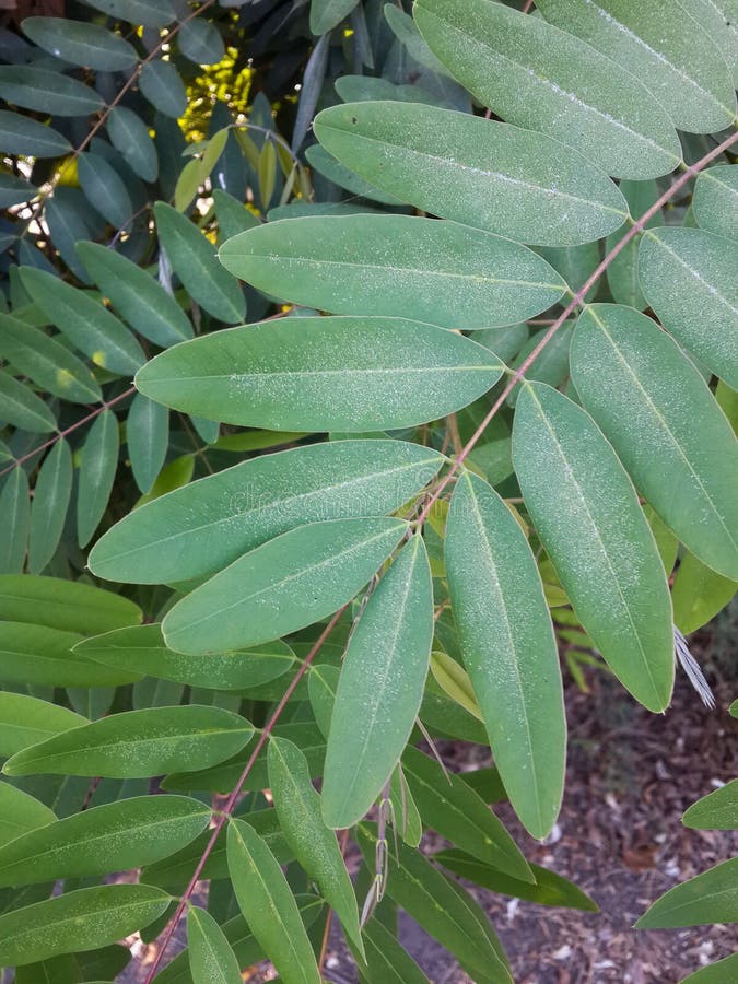 Feuilles de séné image stock. Image du normal, lames - 68878663
