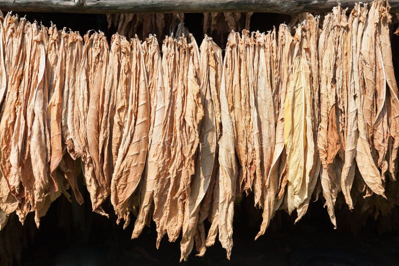 Tabac sec image stock. Image du tabac, lame, nature, rural - 44673789