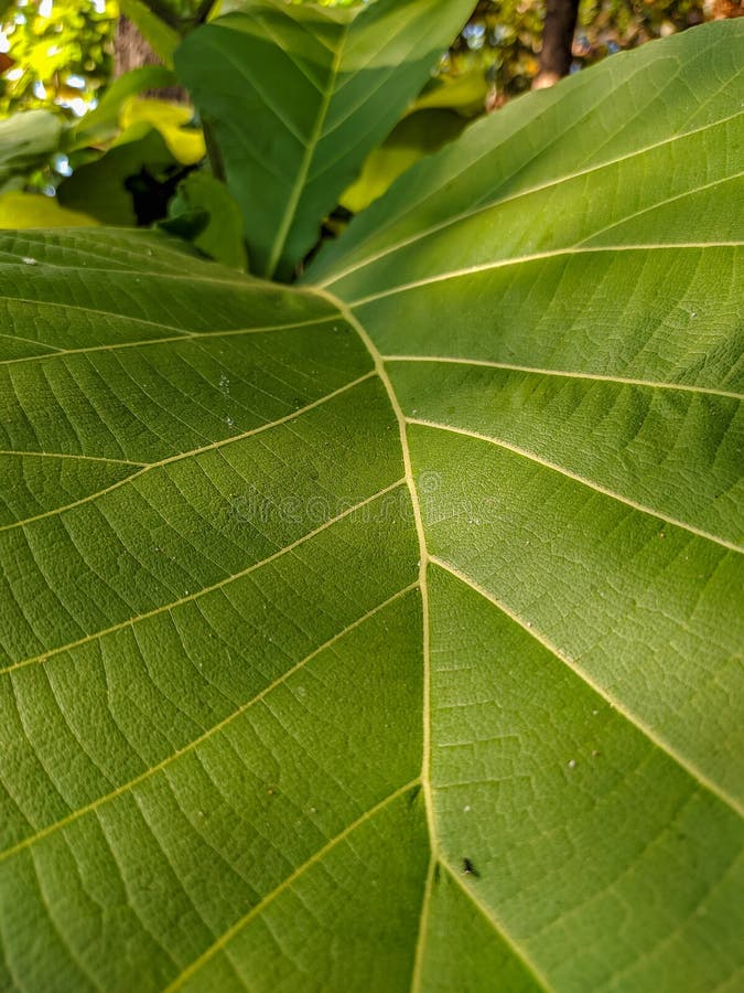 Feuilles de teck vert image stock. Image of jeune, teck - 232090637