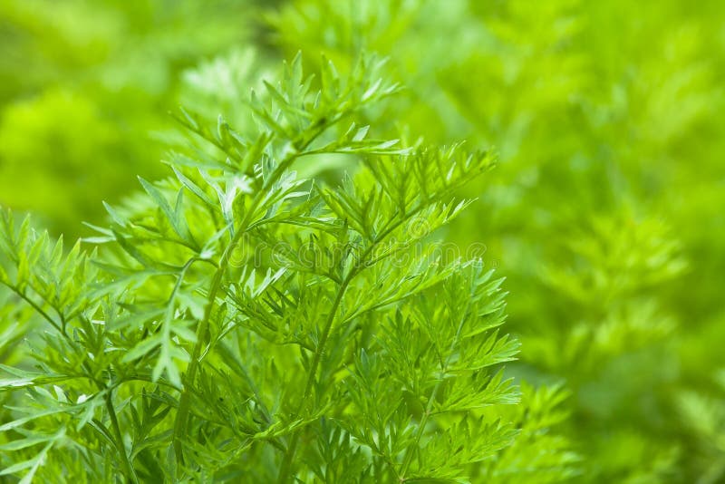 Feuilles de carotte photo stock. Image du photographie - 50120396