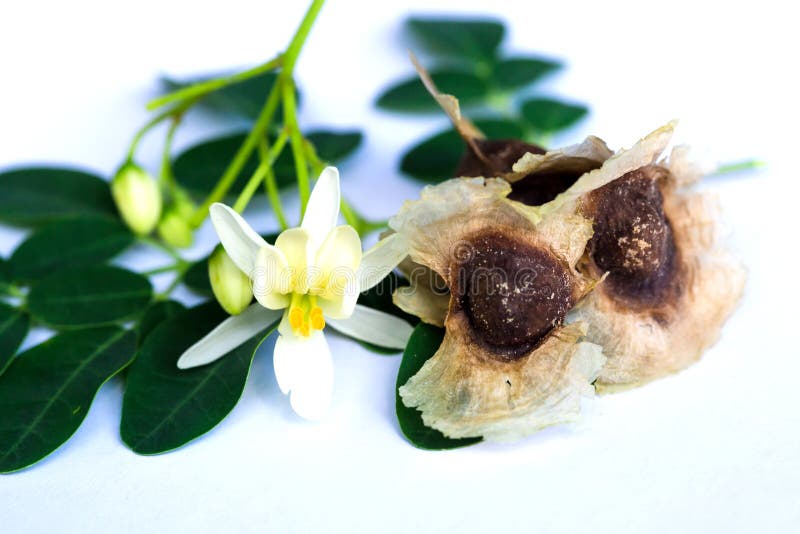 Feuilles Et Fleur De Moringa Oleifera Photo stock - Image du jardin ...