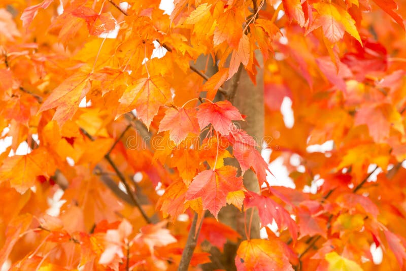 Feuilles Oranges Brillantes D'automne Image stock - Image du orange ...