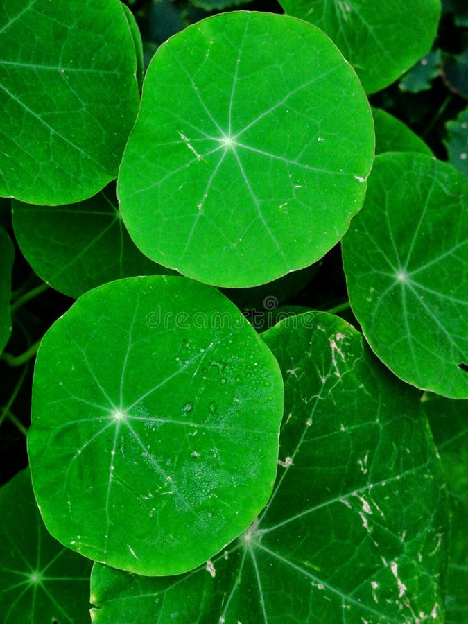 76,188 Feuilles Rondes Photos libres de droits et gratuites de Dreamstime