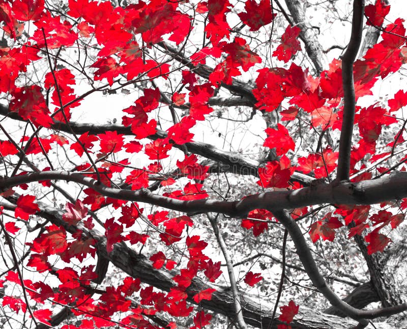 Feuilles Rouges D'automne Sur Noir Et Blanc Photo stock - Image du ...