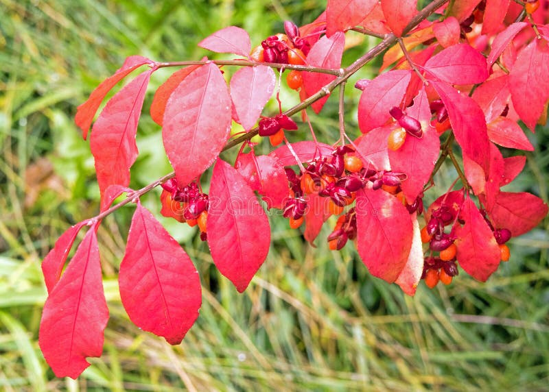 Feuilles Rouges De Plan Rapproché Et Buisson De Combustion Rouge De ...