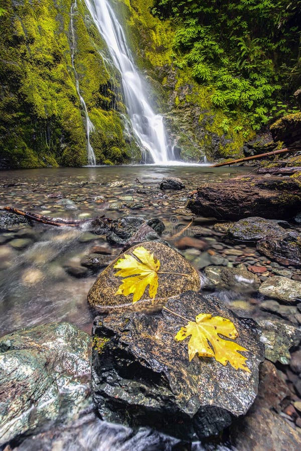 Feuilles Sur La Roche Chez Madison Falls Photo stock - Image du ...