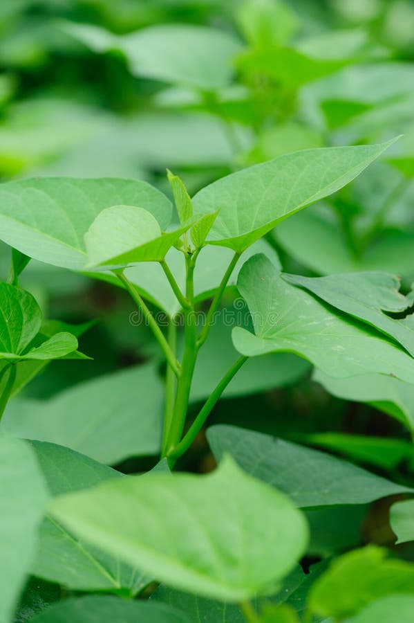 Feuille de patate douce photo stock. Image du culture - 41088796