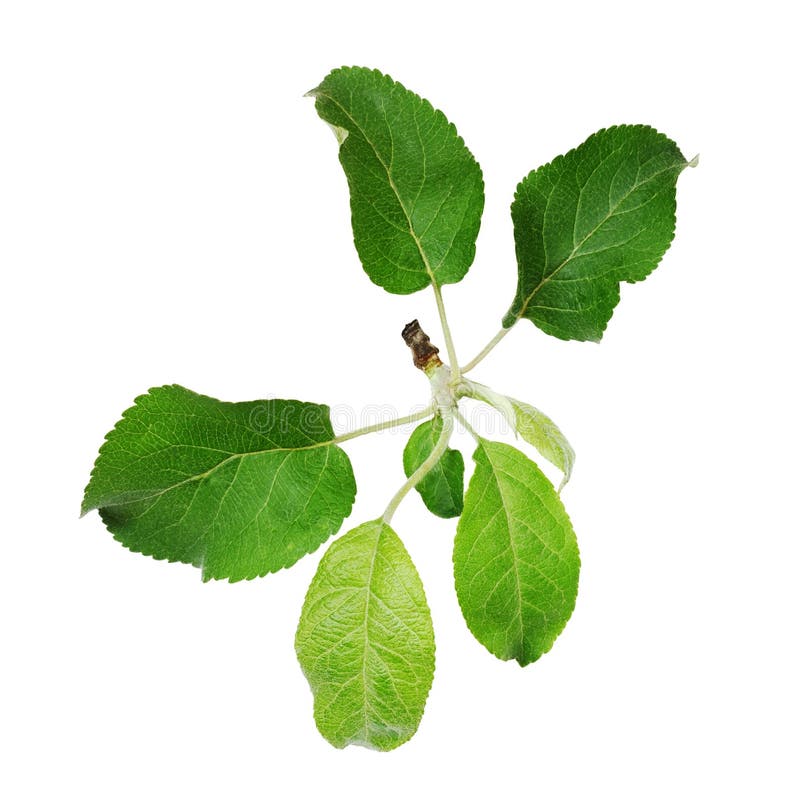 Fleur De Pommier Avec Des Feuilles De Vert D'isolement Photo stock ...