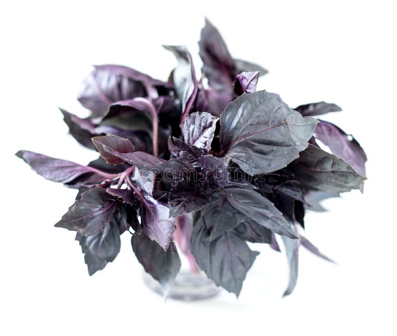 Feuilles Violettes De Basilic Photo stock - Image du organique, italien ...