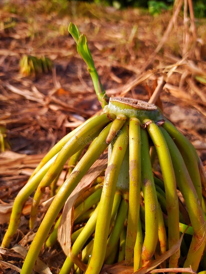 Fever Plant with Roots Growing Stock Photo - Image of animals, feed ...