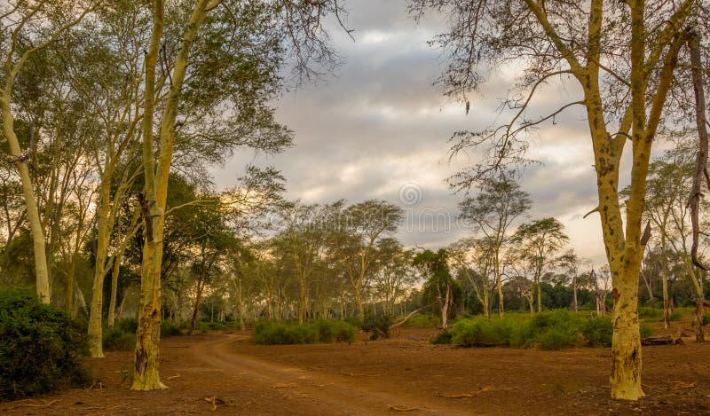 Fever Tree Forest in the Kruger National Park in South Africa Stock ... Fever Tree Forest in the Kruger National Park in South Africa Stock ...