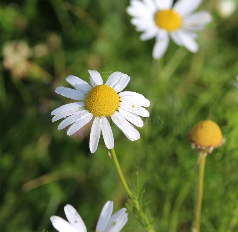 Feverfew stock image. Image of botany, blooming, background - 97591039
