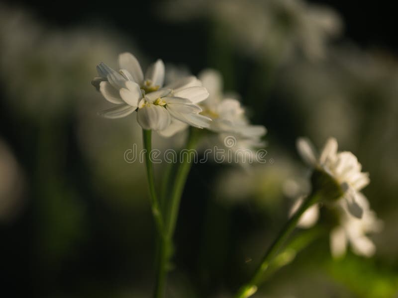 Feverfew Daisy Plants Growing in Sunshine Stock Image - Image of summer ...