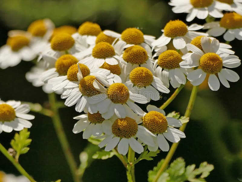 Feverfew, Medicinal Plant with Flower Stock Image - Image of garden ...