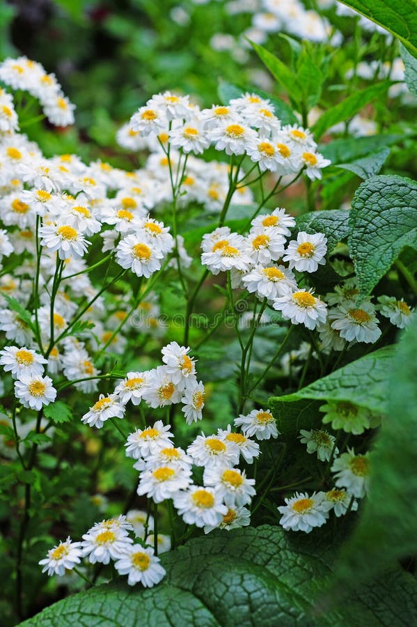 Feverfew stock image. Image of portrait, garden, aromatic - 92591279