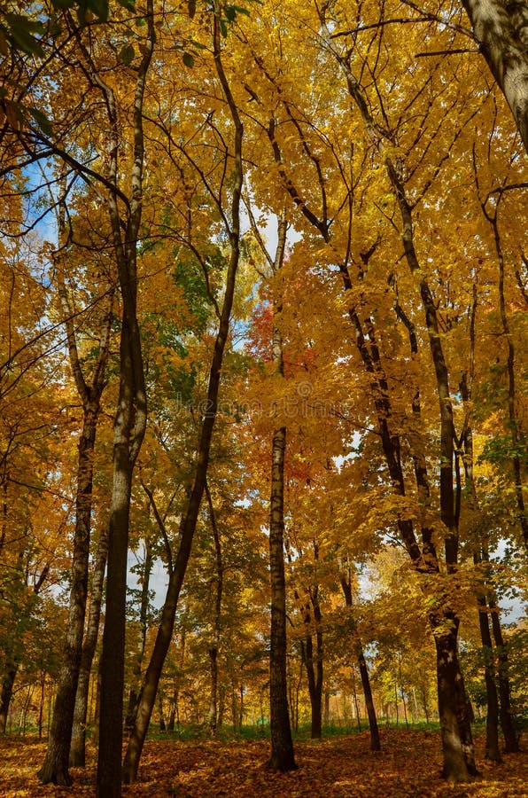 Few autumn trees stock image. Image of autumnweather - 160401545