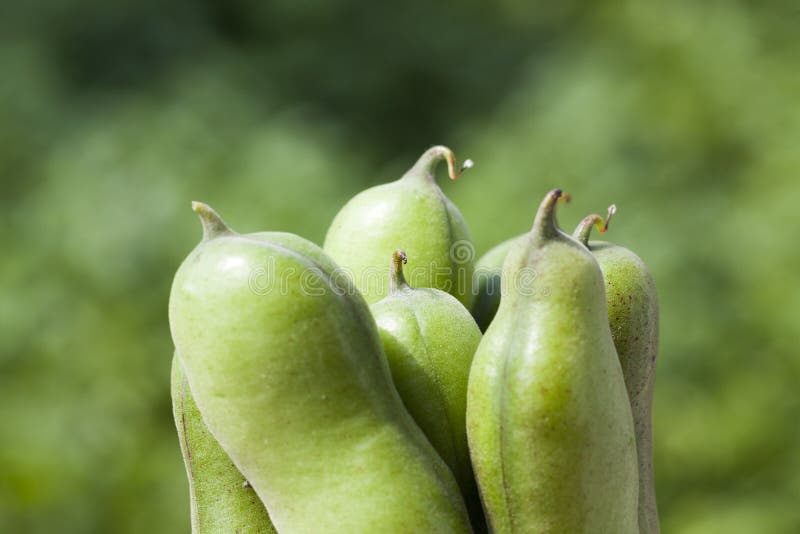 Large red bean field stock image. Image of green, bean - 9286727