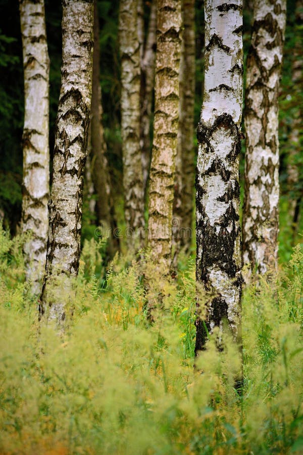 A Few Birch Trees and Lush Green Grass Stock Photo - Image of grass ...