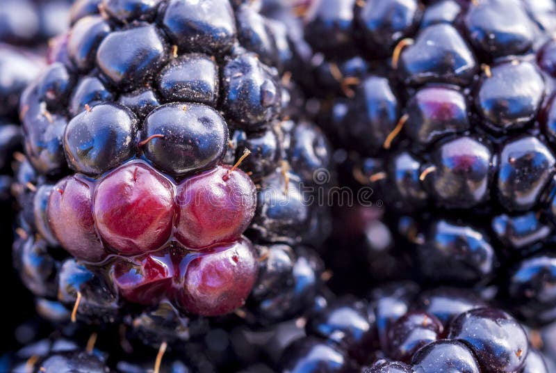 Closeup of Blackberries in Natural Light Stock Photo - Image of ...