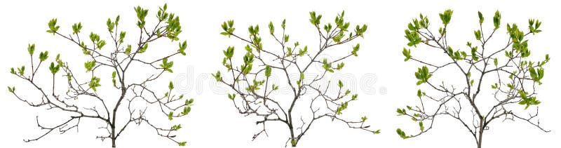 Few Branched Tree Branches with Many Young Leaves on White Background ...