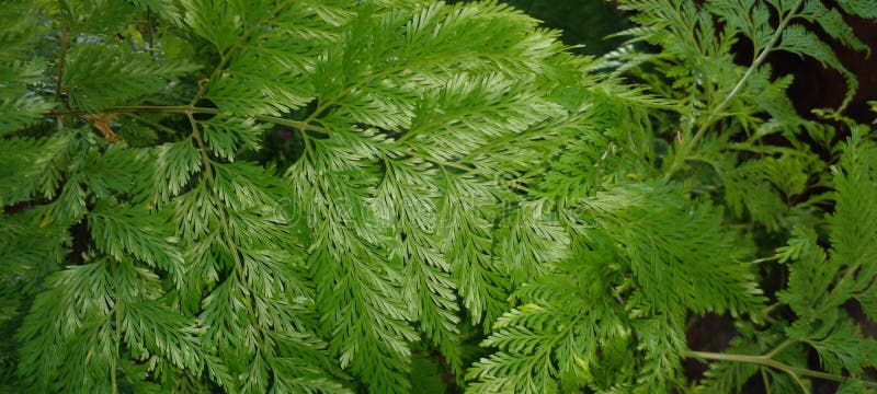 Few Branches of Beautiful Wild Green Tree. Stock Photo - Image of wild ...