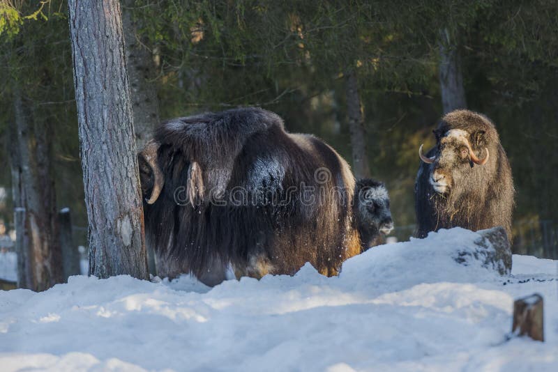 Buffalo in Winter Fog stock photo. Image of prairie, nature - 3947262