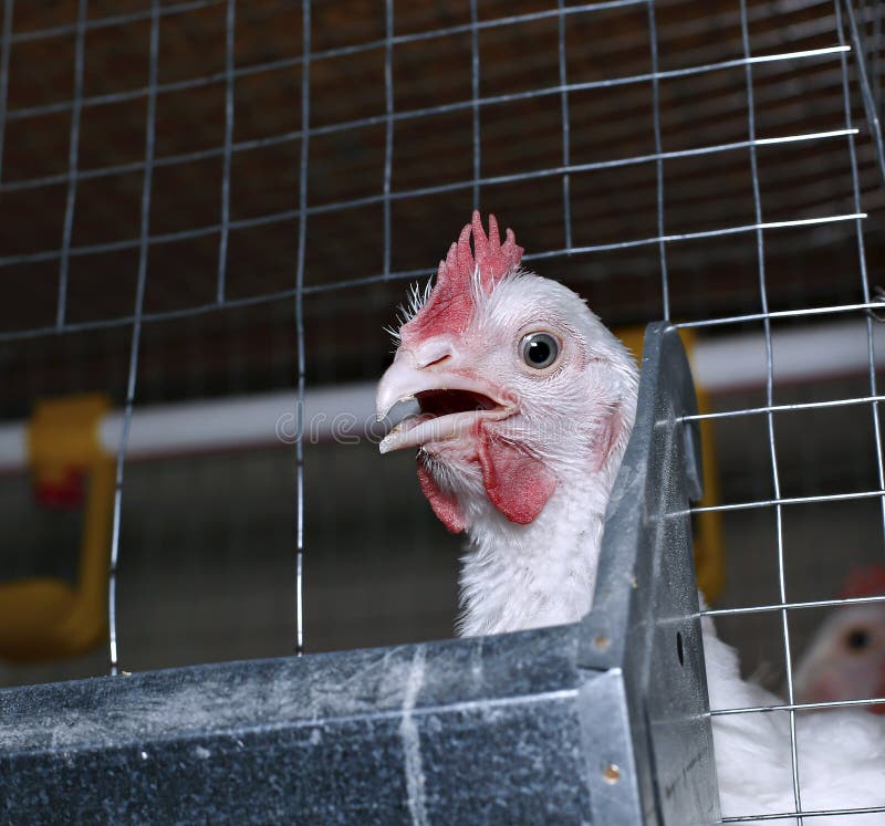 Few Chickens Eating Combined Feed in the Cage Stock Photo - Image of ...