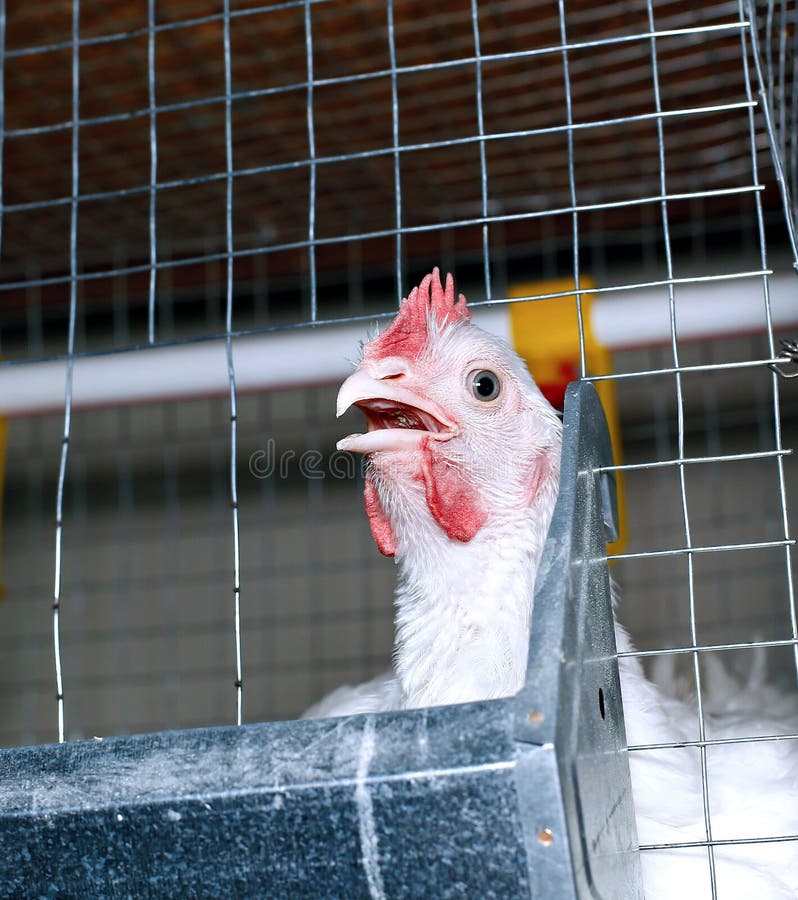 Few Chickens Eating Combined Feed in the Cage Stock Image - Image of ...