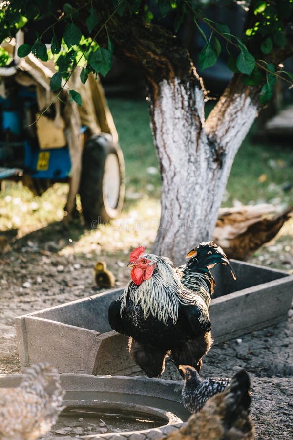 Hens in backyard feeding stock image. Image of nature - 98841627
