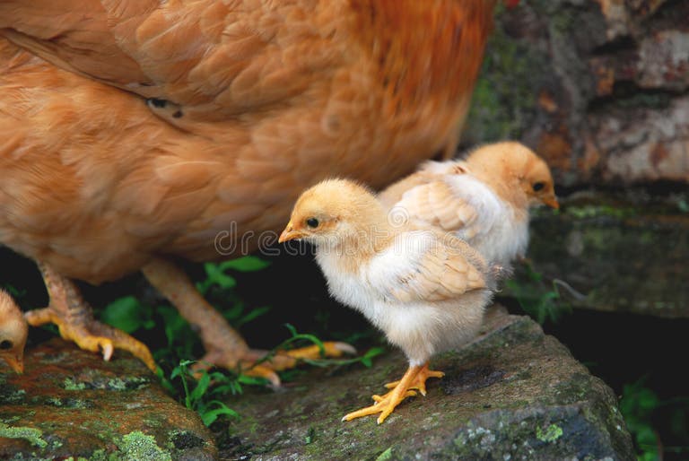 A few chicks stock photo. Image of chicken, training - 304403638