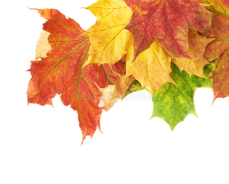 Few Colorful Maple Leaves Isolated Stock Photo - Image of color ...