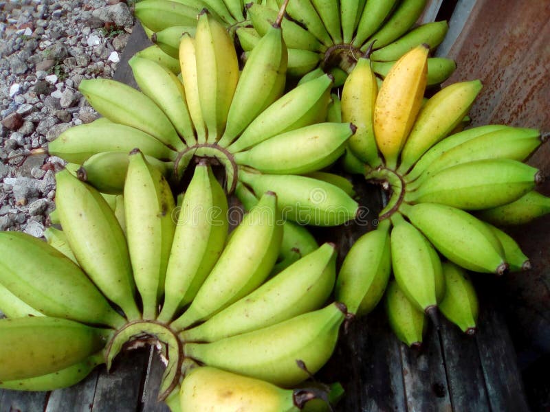 Murlin Stock Photos - Free & Royalty-Free Stock Photos from Dreamstime