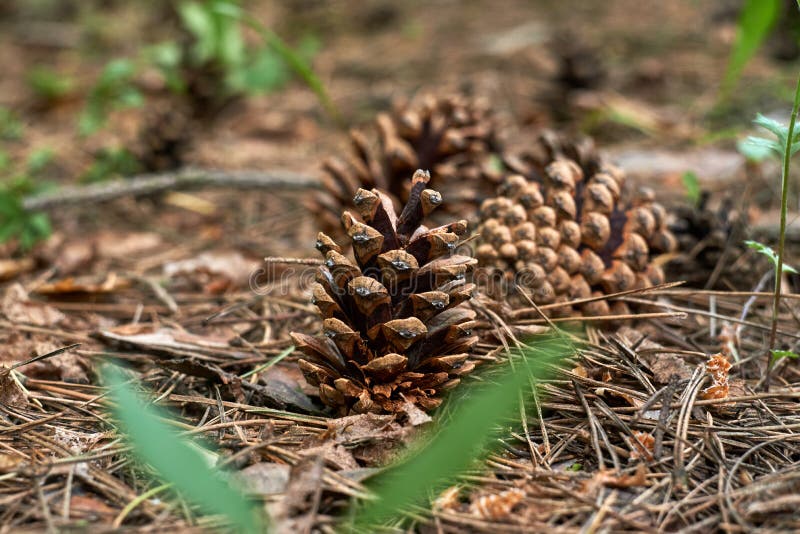 A Few Cones on the Ground in a Pine Forest Stock Photo - Image of ...