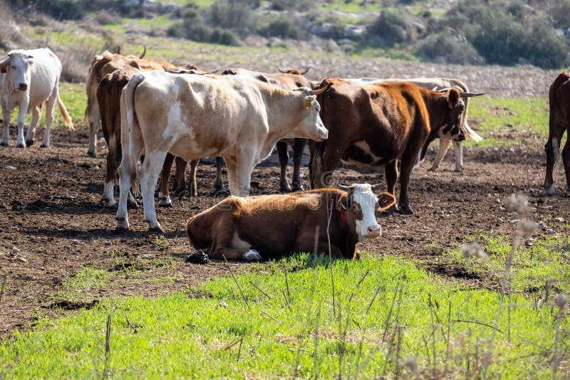 A few cows outdoor stock image. Image of closeup, cows - 205014167