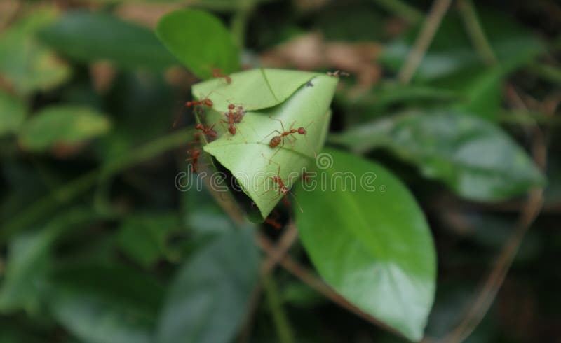 Few Curious Weaver Ants on Top of a Weaver Ant Nest on a Lemon Tree ...