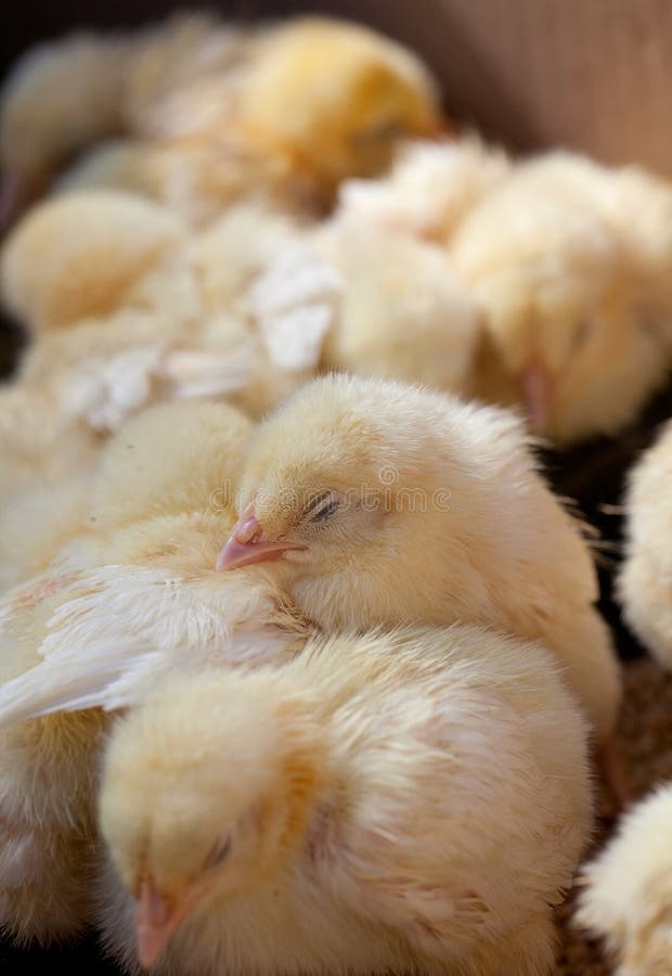 Few day baby chicks stock image. Image of hatchery, market - 86251283