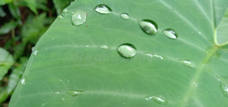A Few Drops of Dew on the Taro Leaves Look Fresh and Beautiful Stock ...